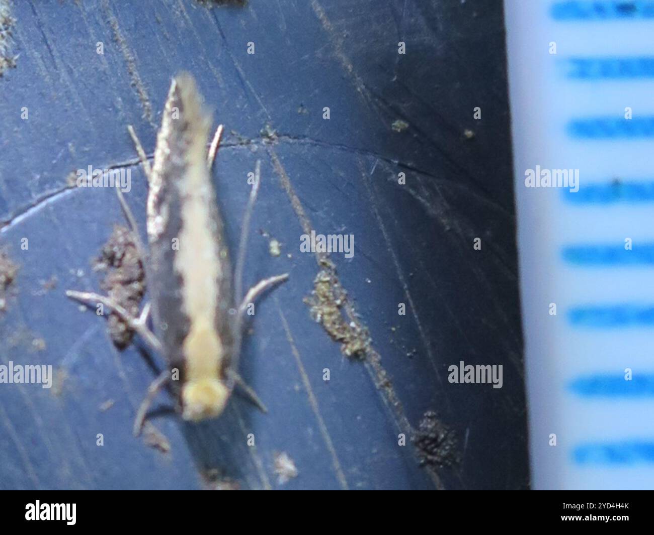Bird Nest Moth (Monopis crocicapitella Stock Photo - Alamy