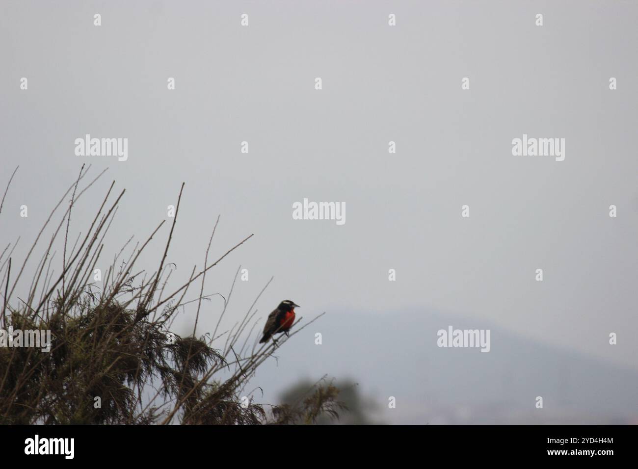 Peruvian meadowlark leistes bellicosus hi-res stock photography and ...