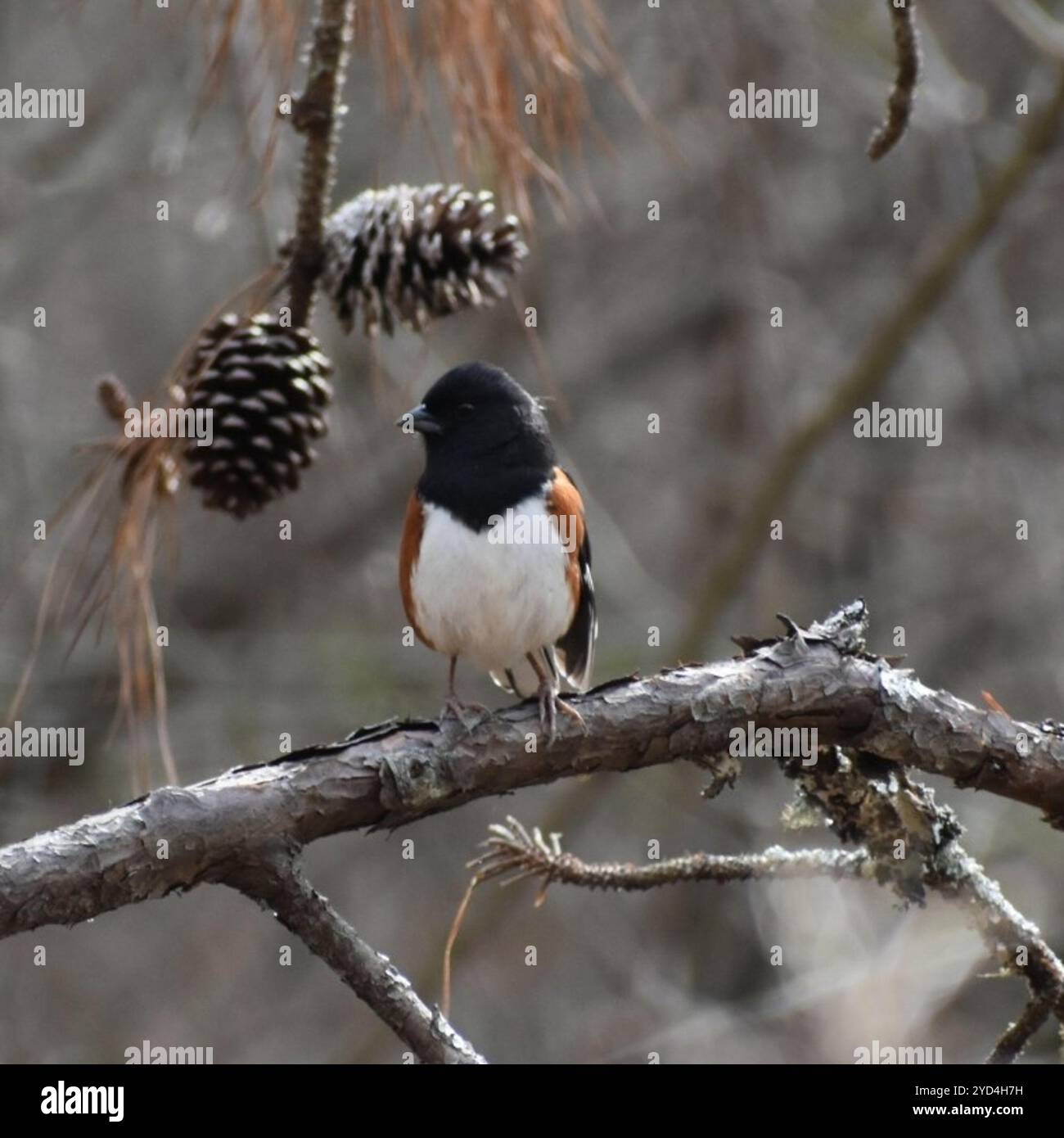Eastern Towhee (Pipilo erythrophthalmus Stock Photo - Alamy