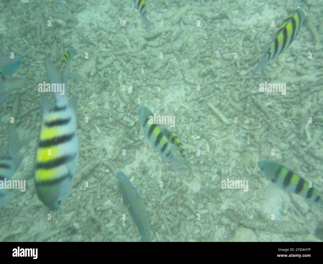 Atlantic Sergeant Major (Abudefduf saxatilis Stock Photo - Alamy