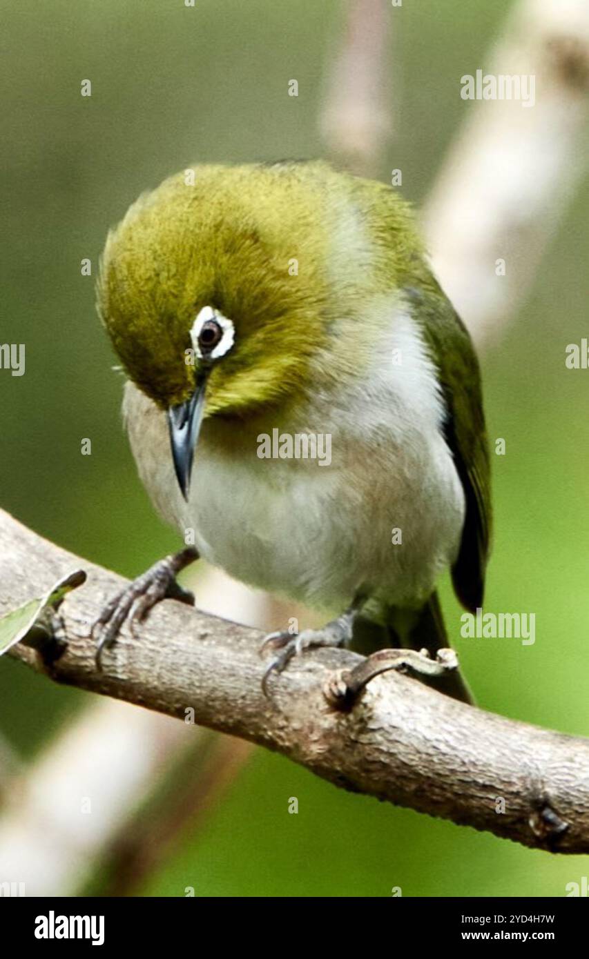 Warbling White-eye (Zosterops japonicus Stock Photo - Alamy