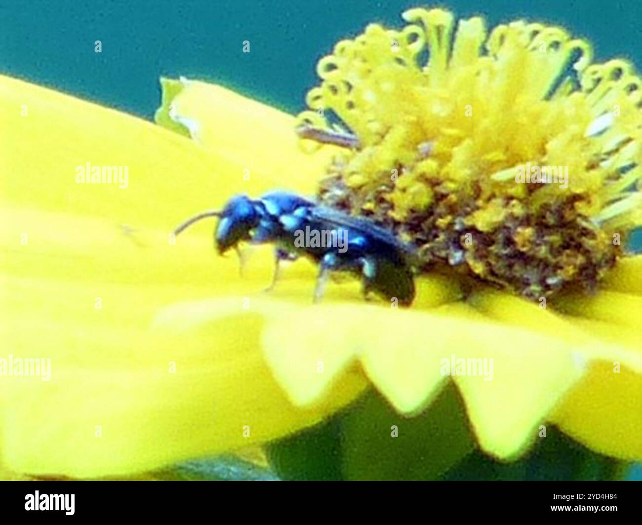 Masked Bees (Hylaeus Stock Photo - Alamy