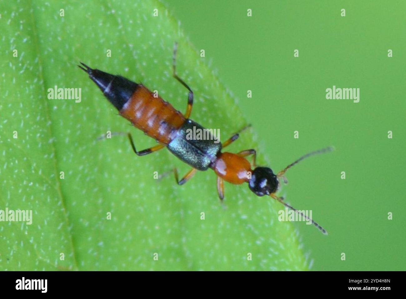 Whiplash Beetles (Paederus Stock Photo - Alamy