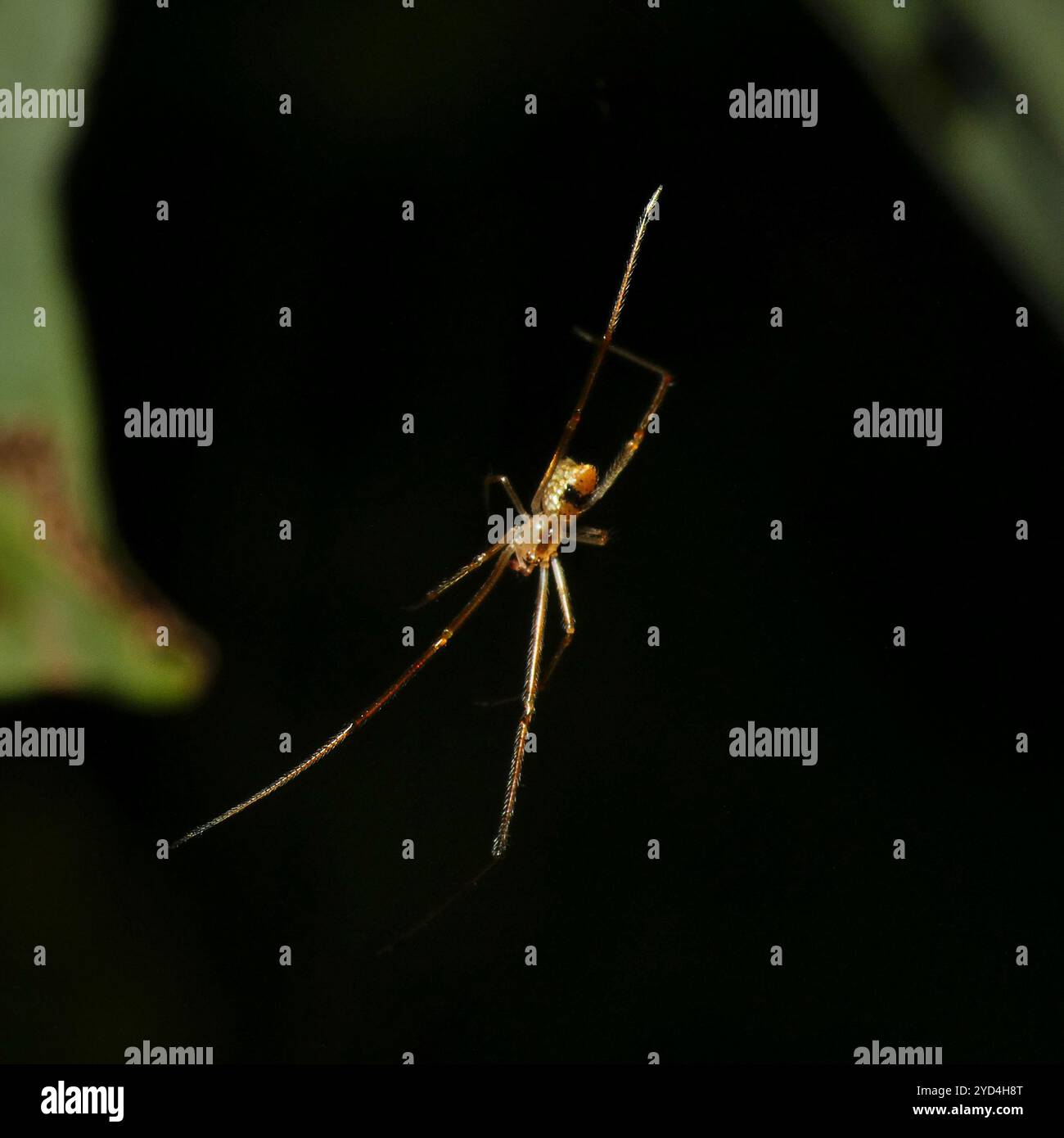Mirror-ball Spiders (Thwaitesia Stock Photo - Alamy