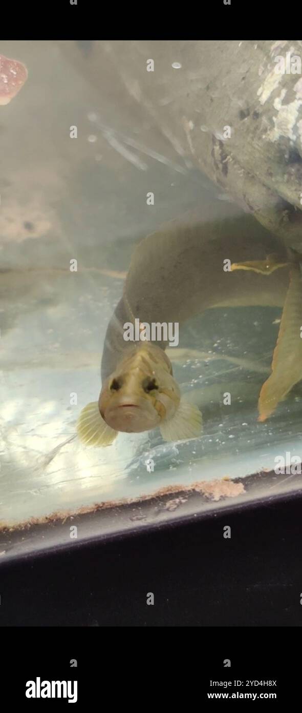 Monkey-faced Prickleback (Cebidichthys violaceus Stock Photo - Alamy