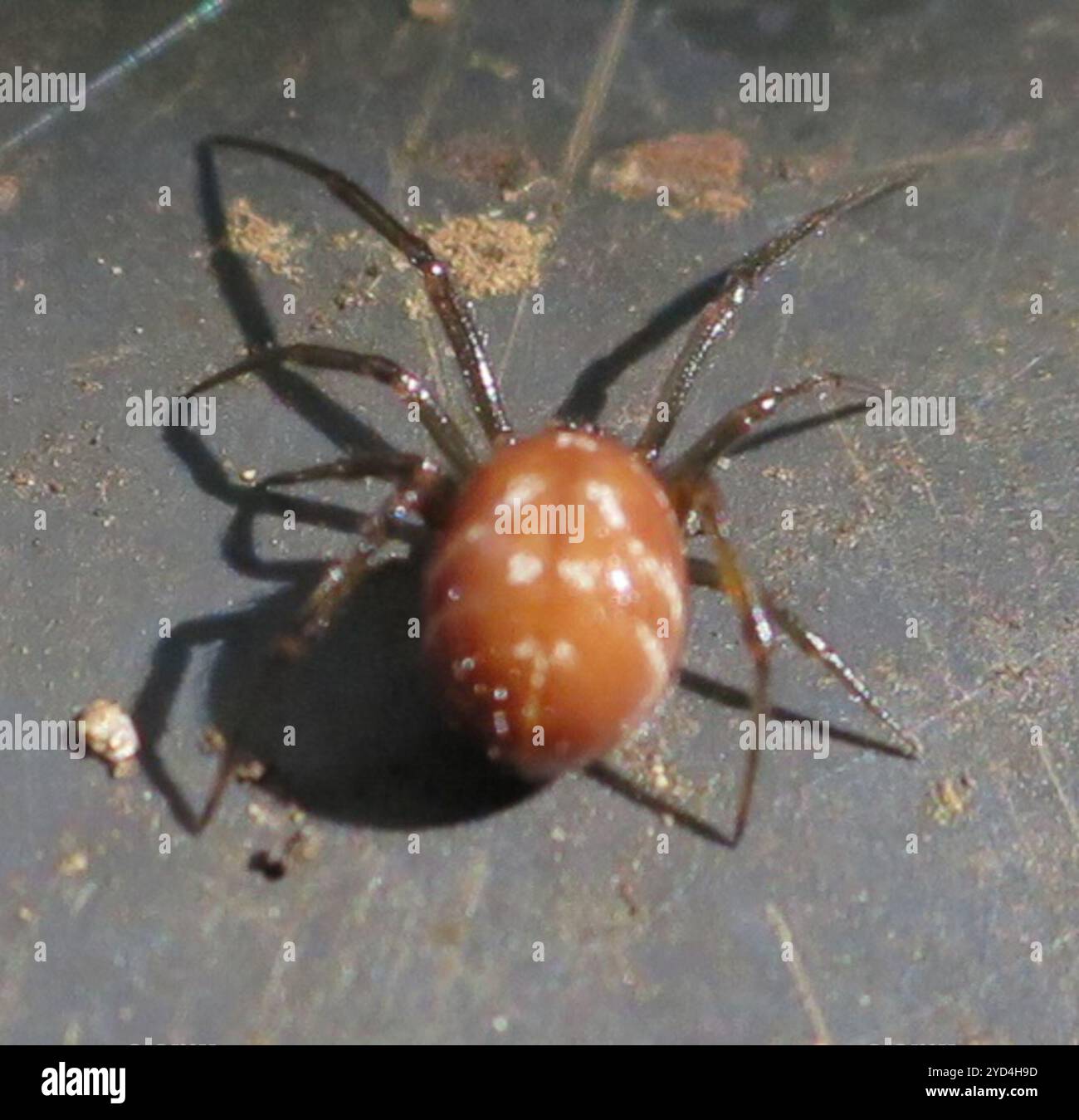 Black Cobweb Spider (Steatoda capensis Stock Photo - Alamy