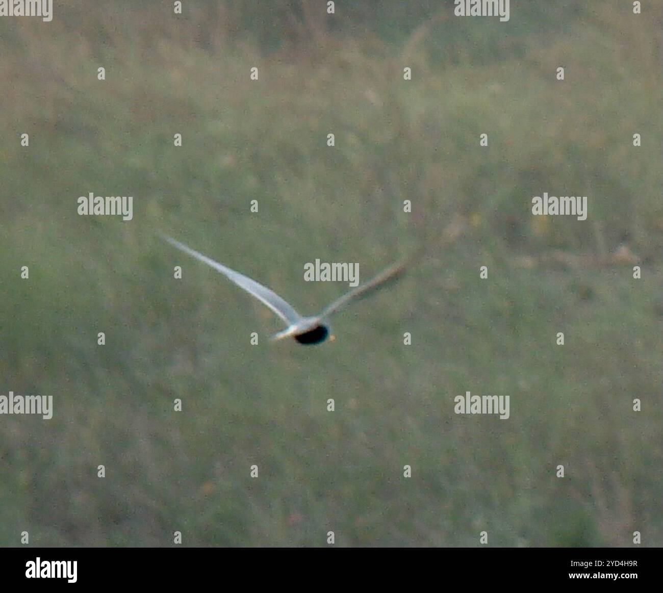 Black-bellied Tern (Sterna acuticauda Stock Photo - Alamy