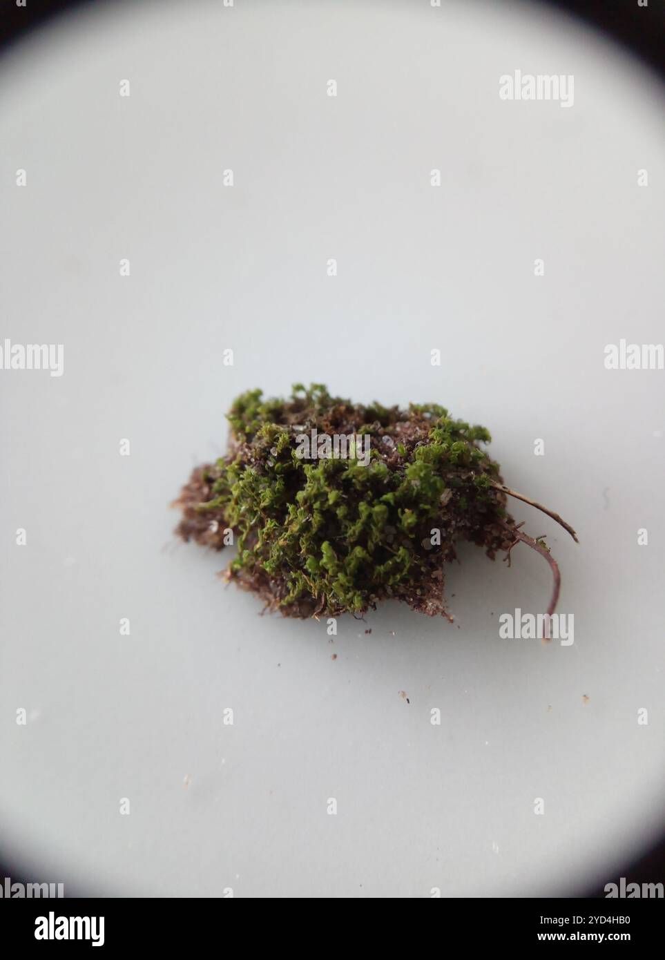 Bird's-Claw Beard-Moss (Barbula unguiculata Stock Photo - Alamy