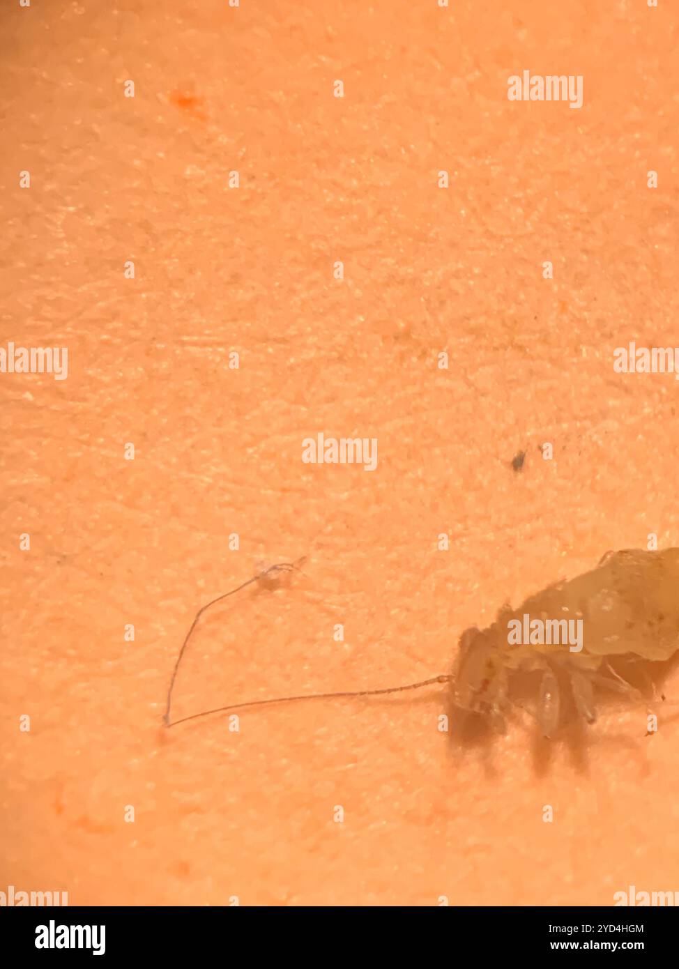 Larger Pale Booklouse (Trogium pulsatorium Stock Photo - Alamy