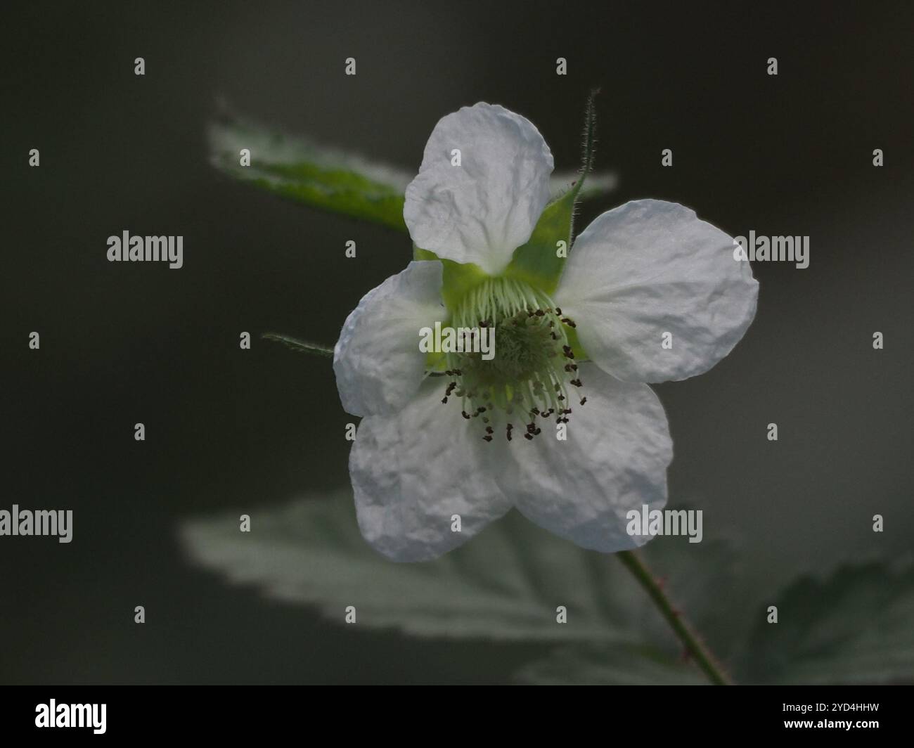roseleaf bramble (Rubus rosifolius Stock Photo - Alamy