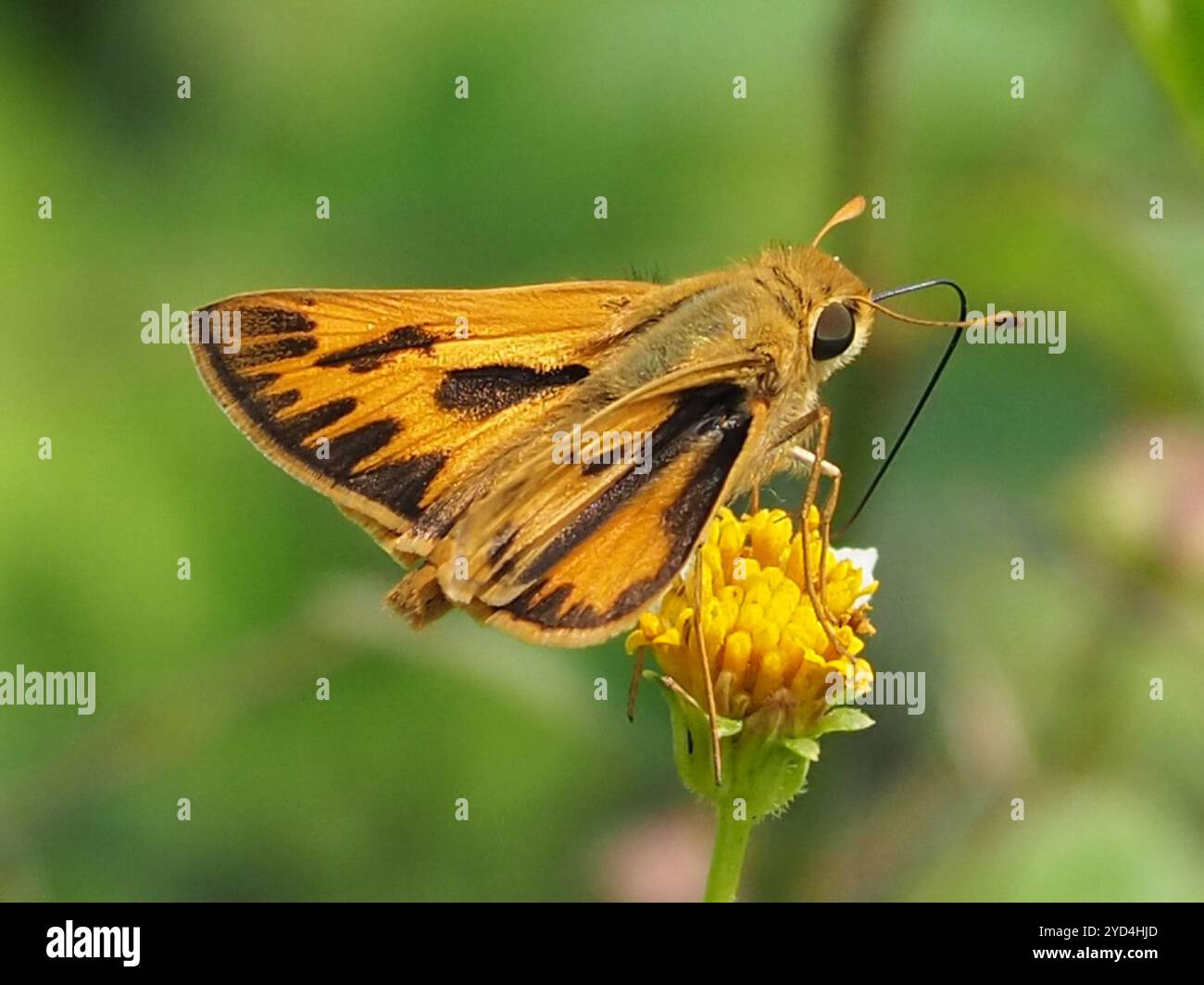 Fiery Skipper (Hylephila phyleus Stock Photo - Alamy