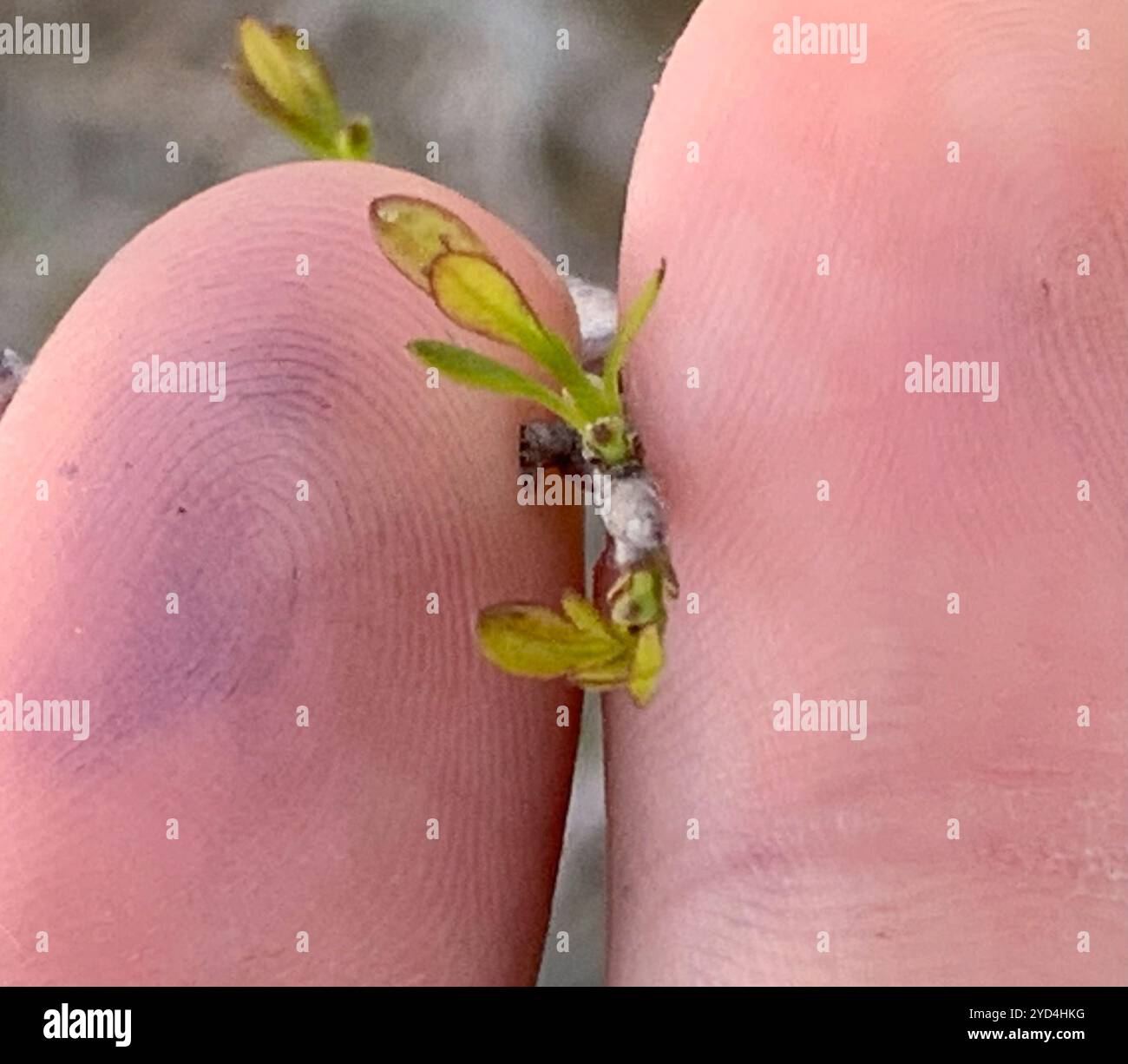 Florida swampprivet (Forestiera segregata Stock Photo - Alamy