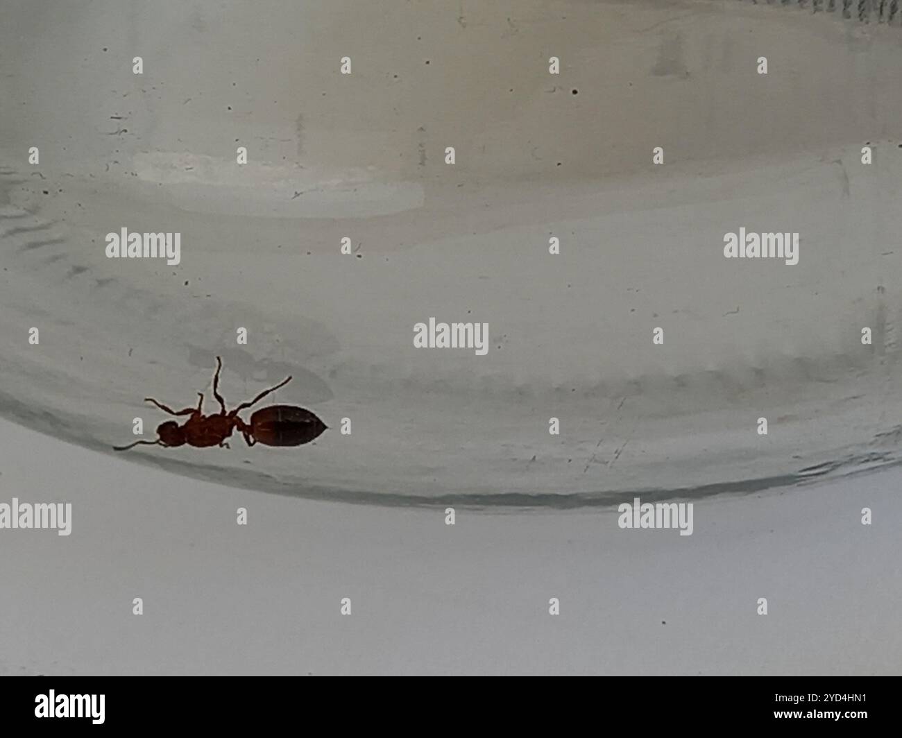 Red Cocktail ant (Crematogaster castanea Stock Photo - Alamy