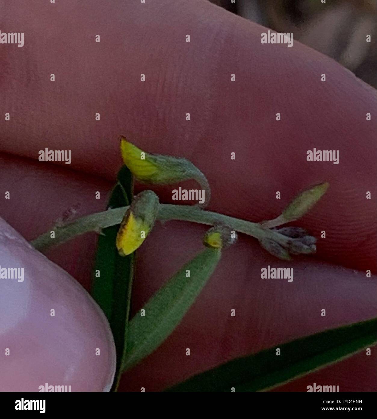 lanceleaf rattlebox (Crotalaria lanceolata Stock Photo - Alamy
