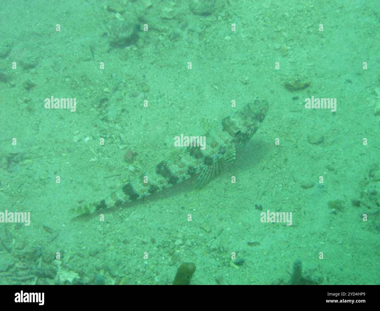 Sand Diver (Synodus intermedius Stock Photo - Alamy