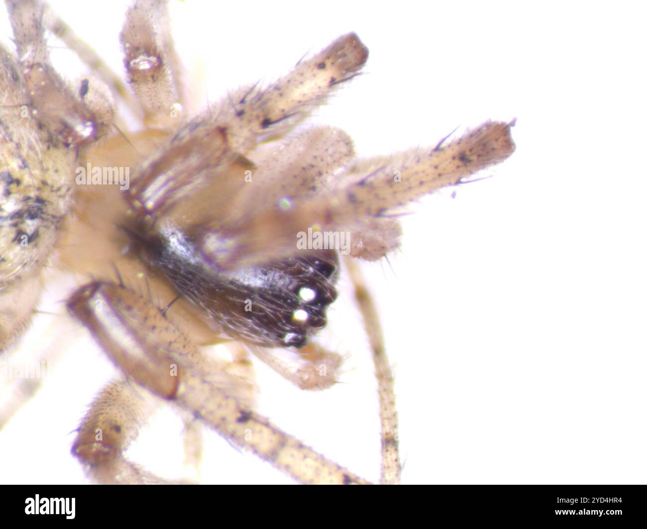 Silver-sided Sector Spider (Zygiella x-notata Stock Photo - Alamy