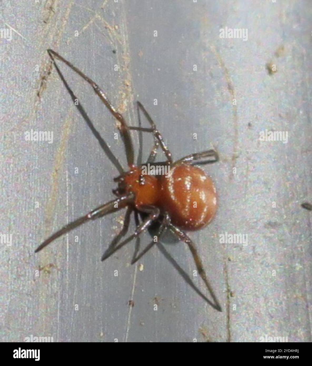 Steatoda capensis hi-res stock photography and images - Alamy