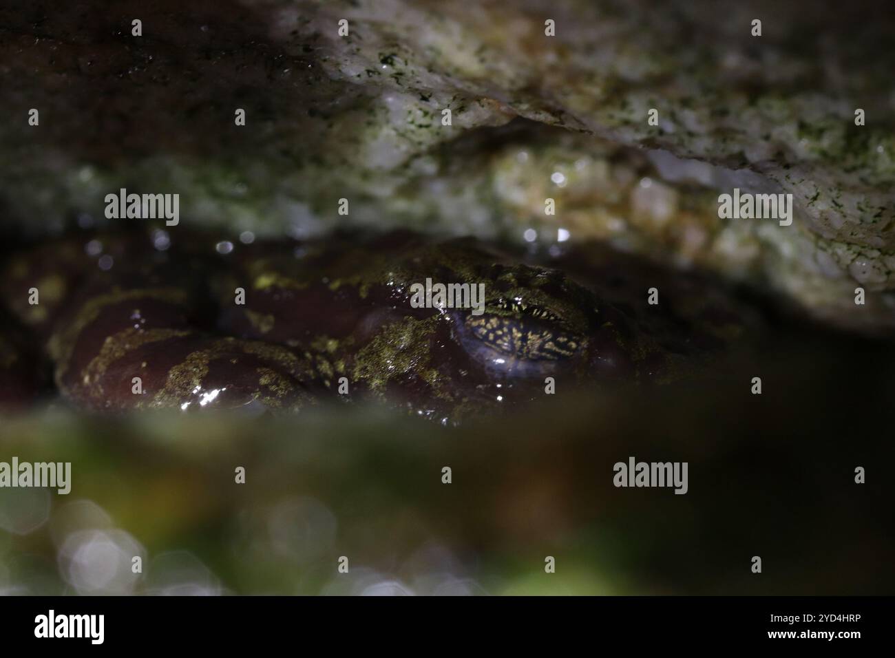 Table Mountain Ghost Frog (Heleophryne rosei Stock Photo - Alamy