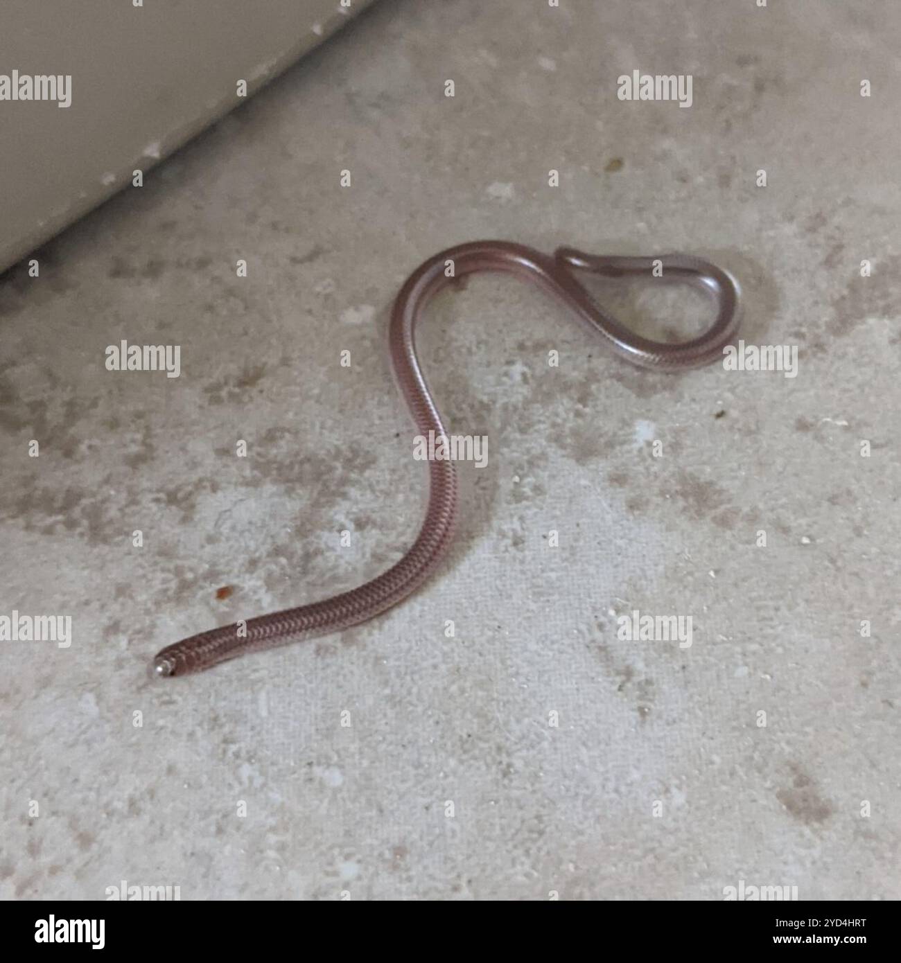 Texas Blind Snake (Rena dulcis Stock Photo - Alamy