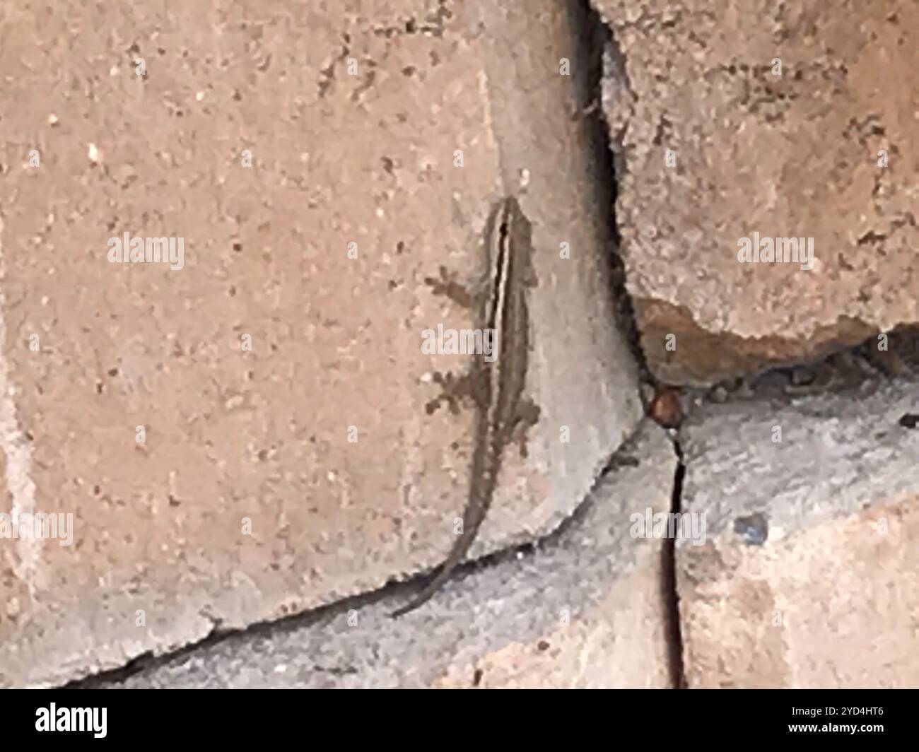 Common Dwarf Gecko (Lygodactylus capensis Stock Photo - Alamy