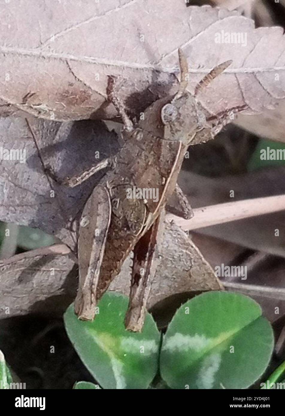 Green-striped Grasshopper (Chortophaga viridifasciata Stock Photo - Alamy