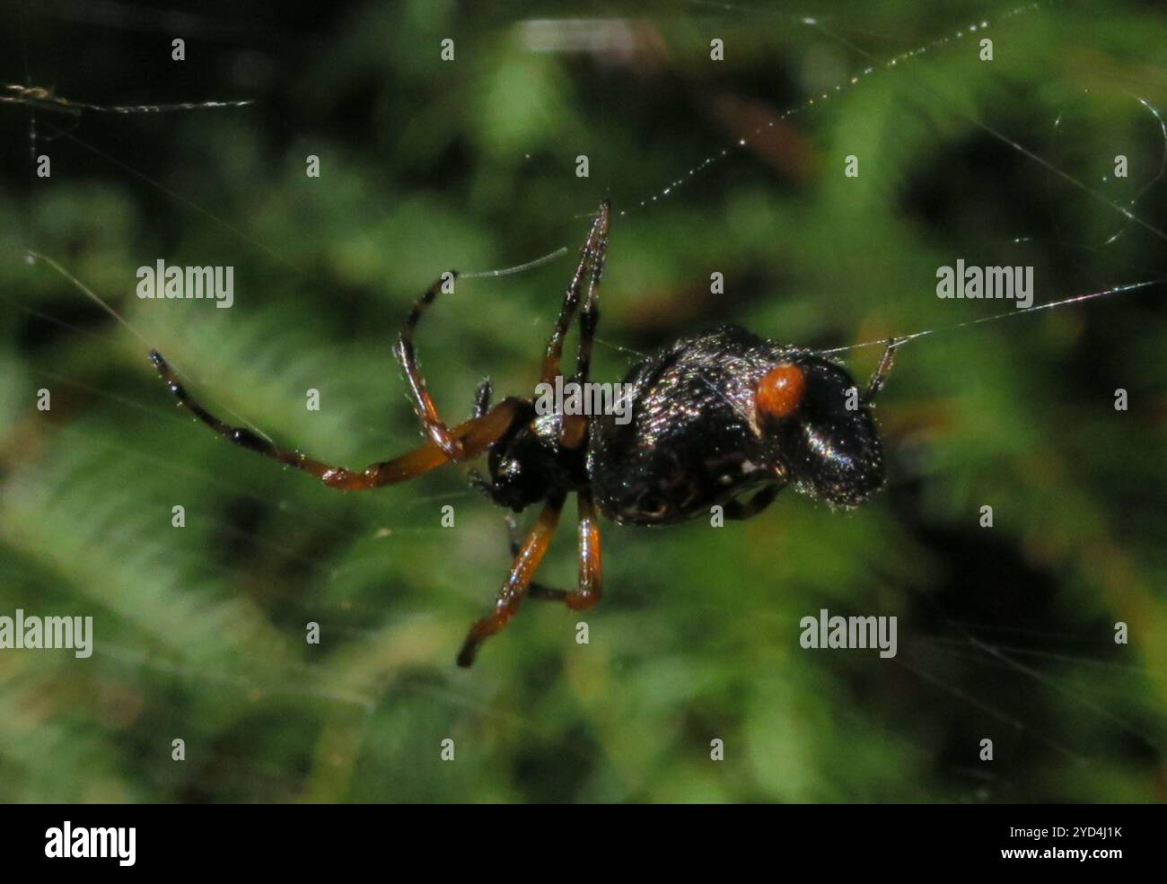 Three-lobed Spider (Cyclosa trilobata Stock Photo - Alamy