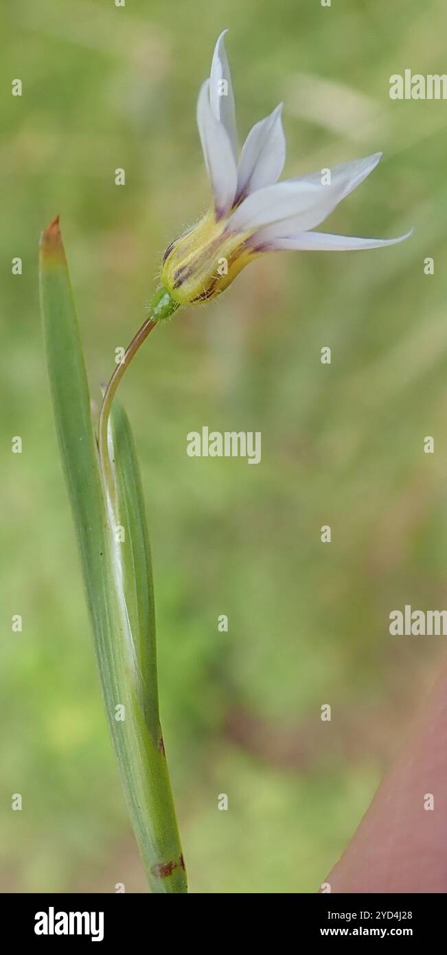 Blue Pigroot (Sisyrinchium micranthum Stock Photo - Alamy