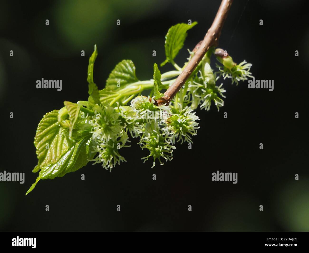 Korean mulberry (Morus indica Stock Photo - Alamy