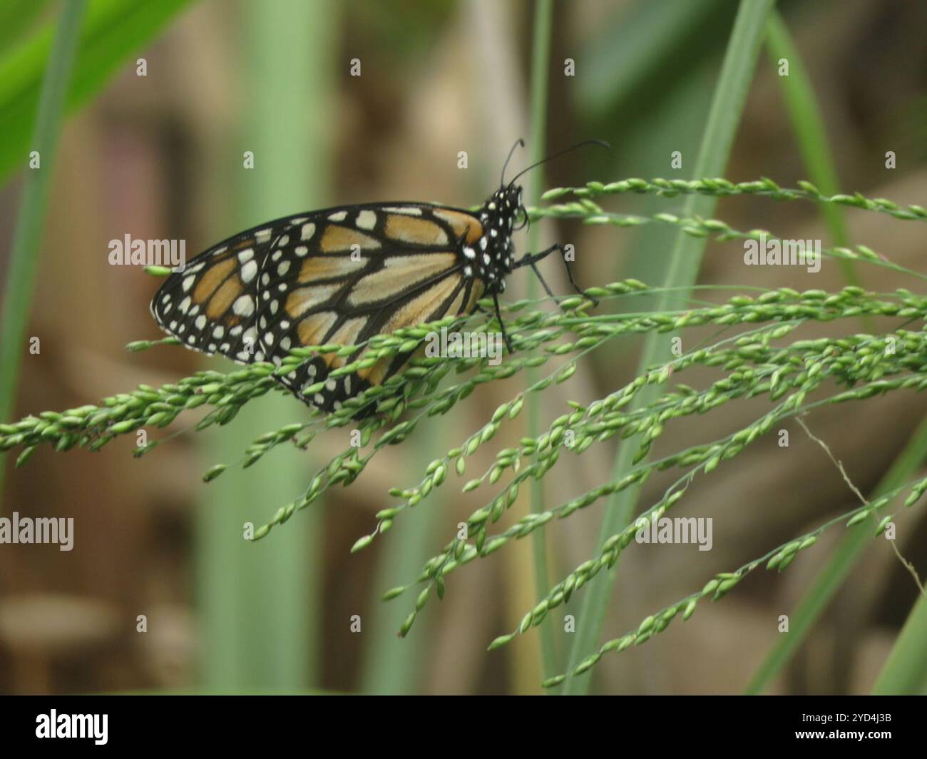 Southern Monarch (Danaus erippus Stock Photo - Alamy