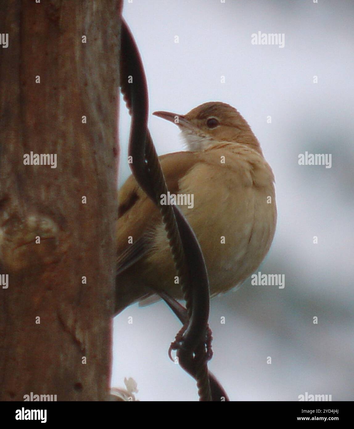Rufous Hornero (Furnarius rufus Stock Photo - Alamy