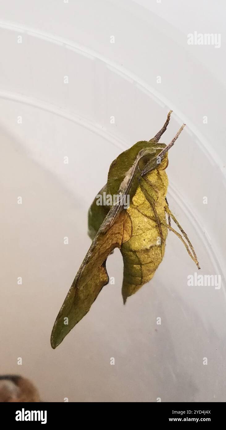 Pluto sphinx xylophanes pluto hi-res stock photography and images - Alamy