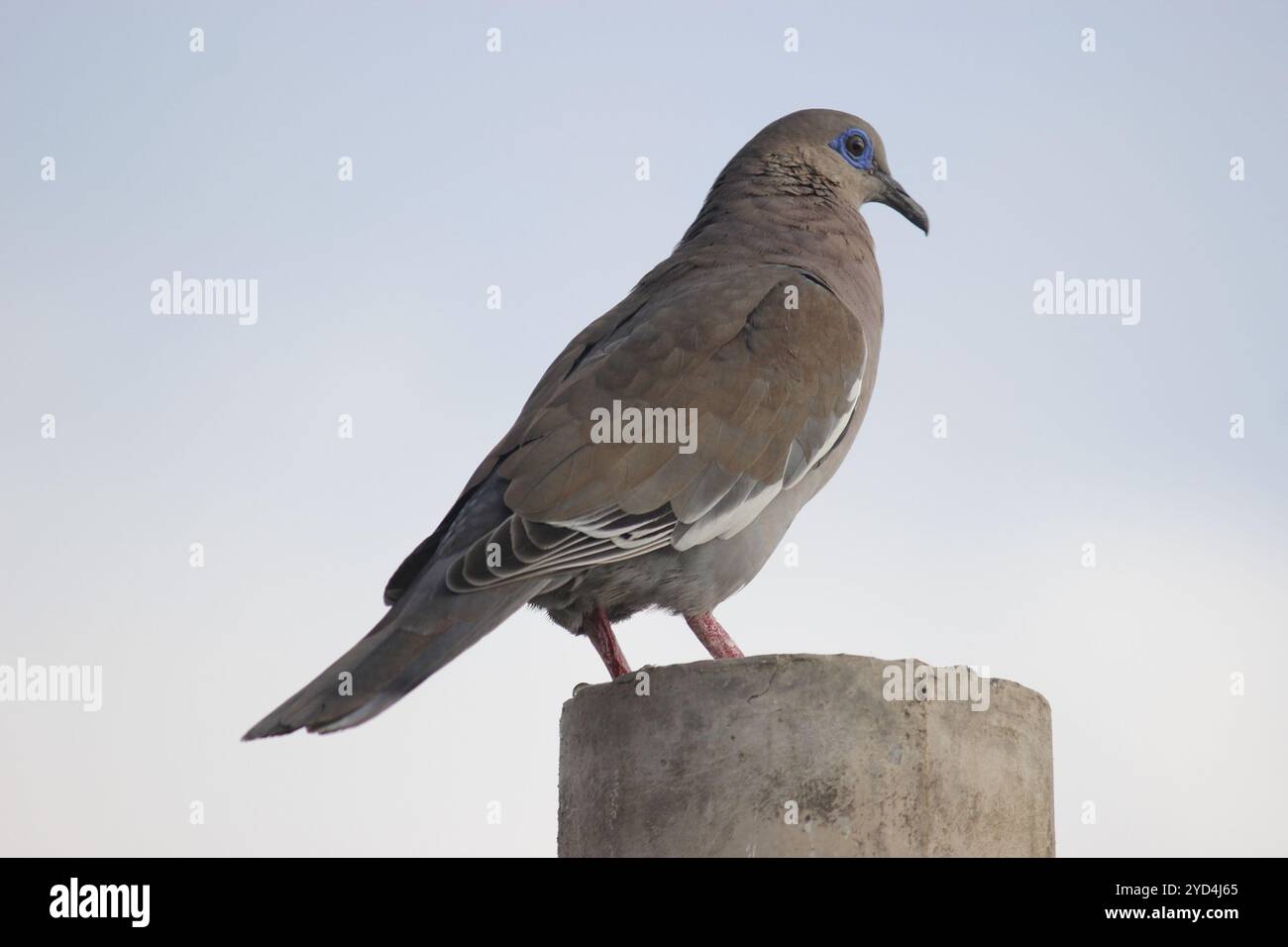 West Peruvian Dove (Zenaida meloda Stock Photo - Alamy