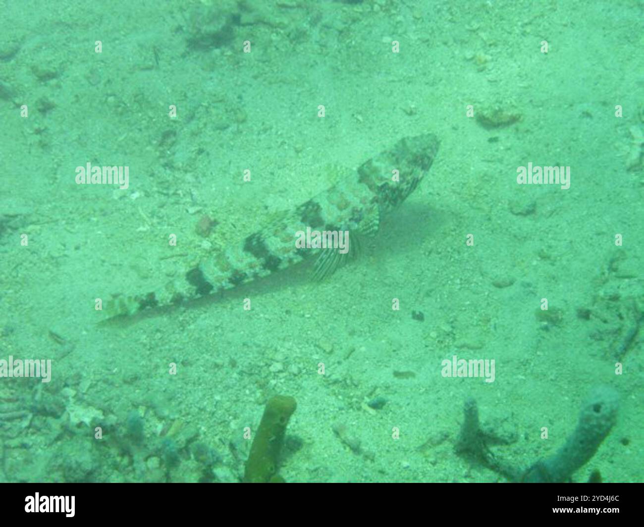 Sand Diver (Synodus intermedius Stock Photo - Alamy