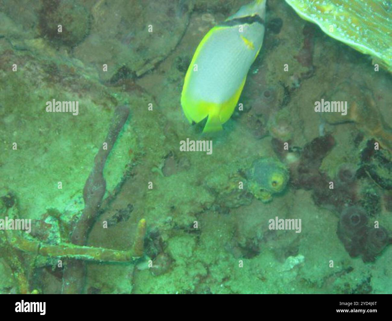 Spotfin Butterflyfish (Chaetodon ocellatus Stock Photo - Alamy