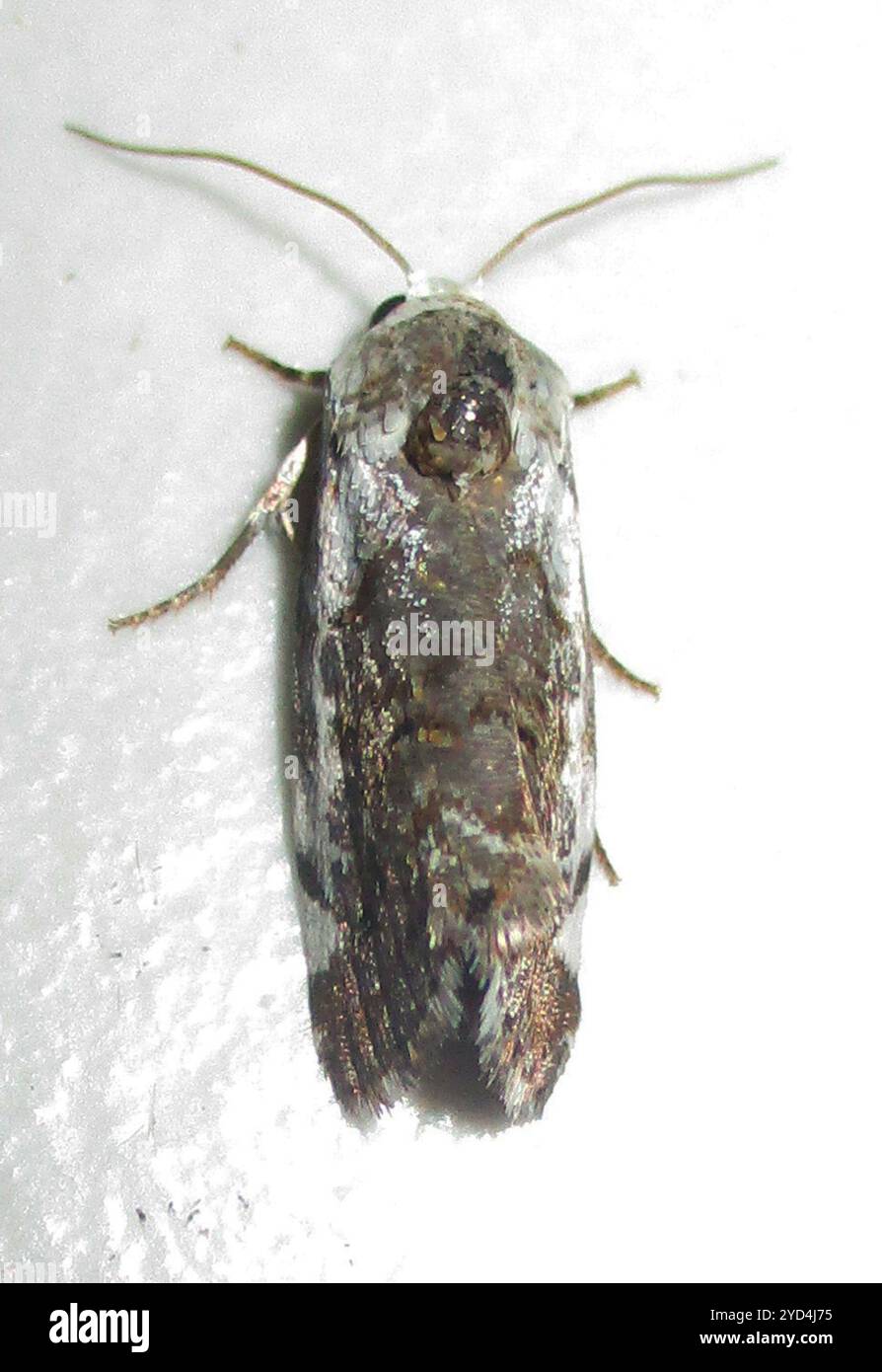 Acontia hi-res stock photography and images - Alamy