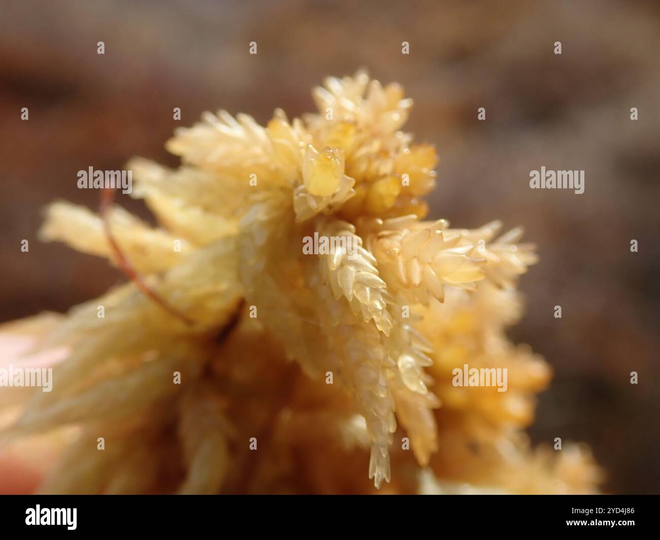 Papillose peatmoss hi-res stock photography and images - Alamy