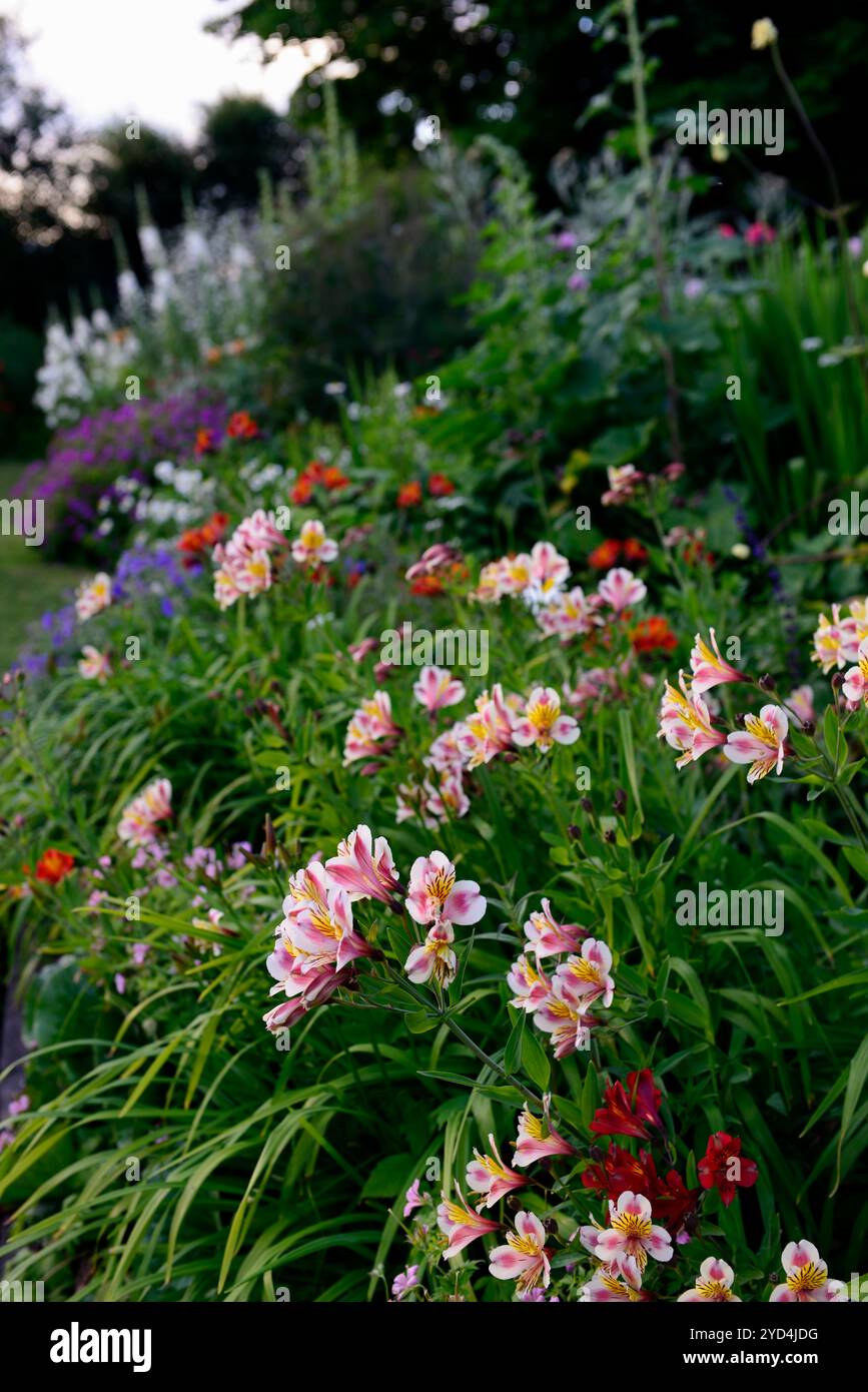 Alstroemeria; Chamaenerion angustifolium; geranium; mixed border; mixed ...