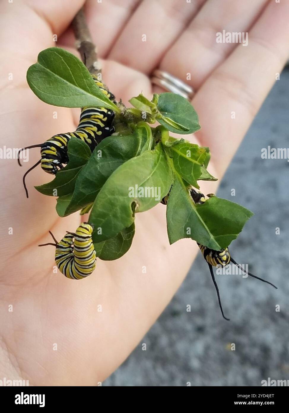Monarch (Danaus plexippus Stock Photo - Alamy