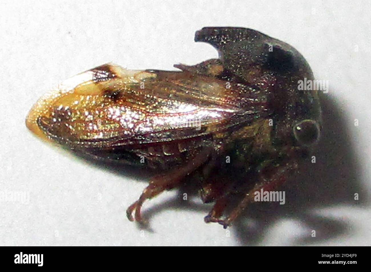 Typical Treehoppers (Membracidae Stock Photo - Alamy