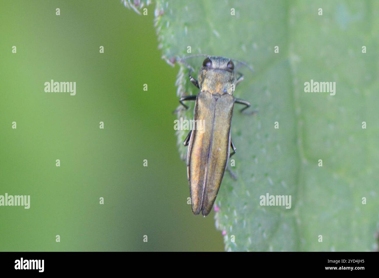 Flatheaded Wood Borer (Agrilus viridis Stock Photo - Alamy