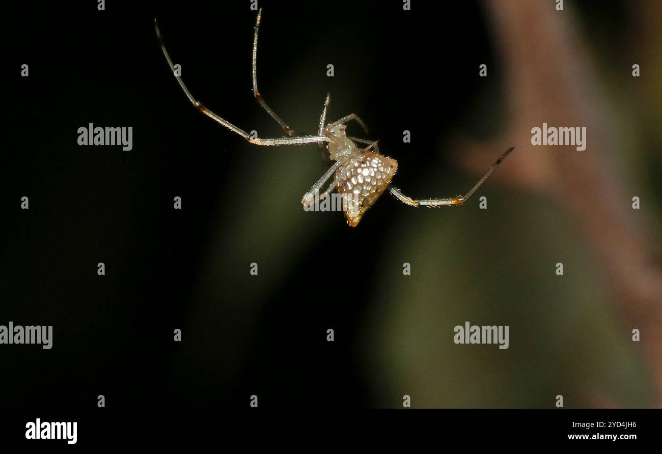 Mirror-ball Spiders (Thwaitesia Stock Photo - Alamy