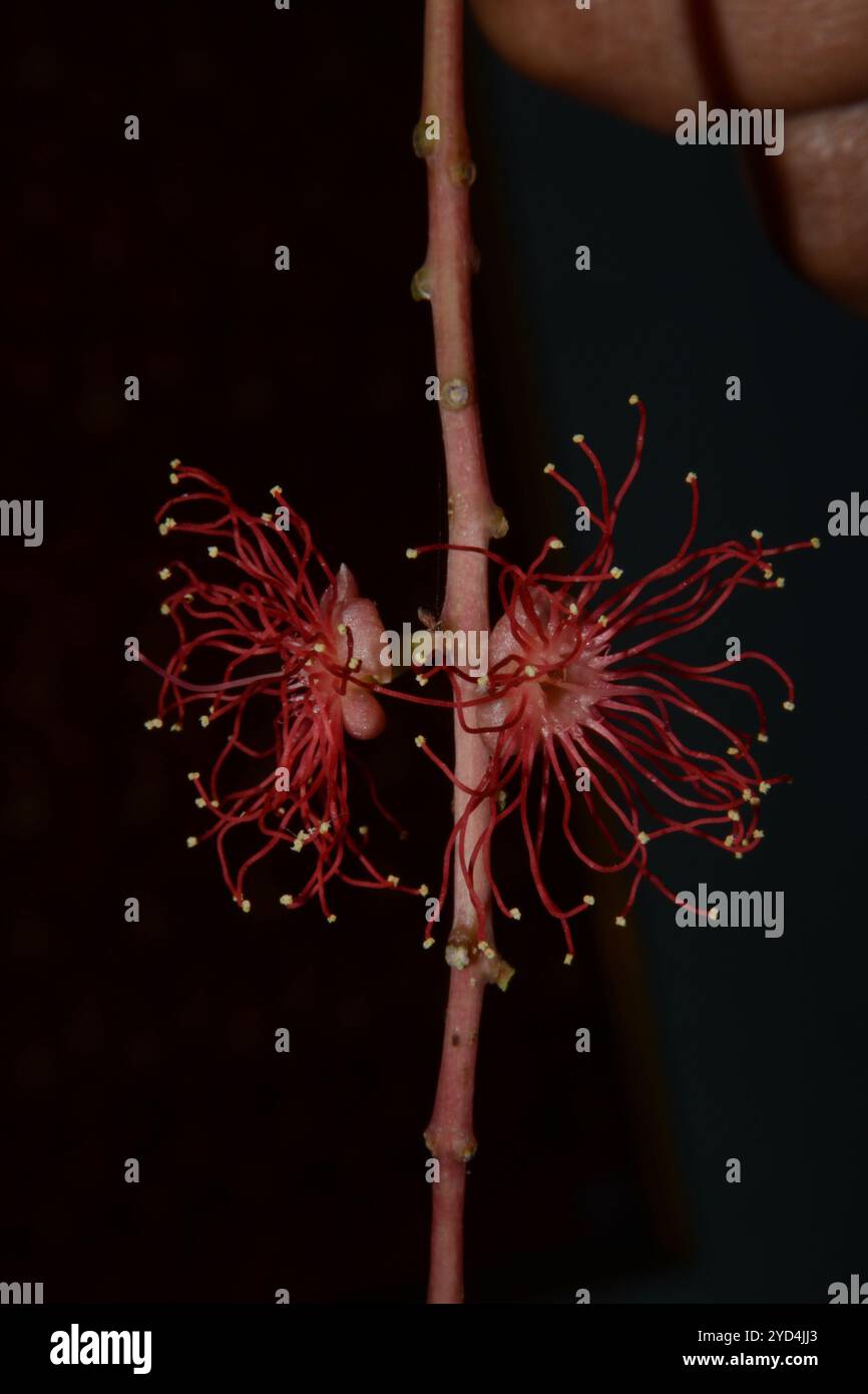 Indian Putat (Barringtonia acutangula Stock Photo - Alamy