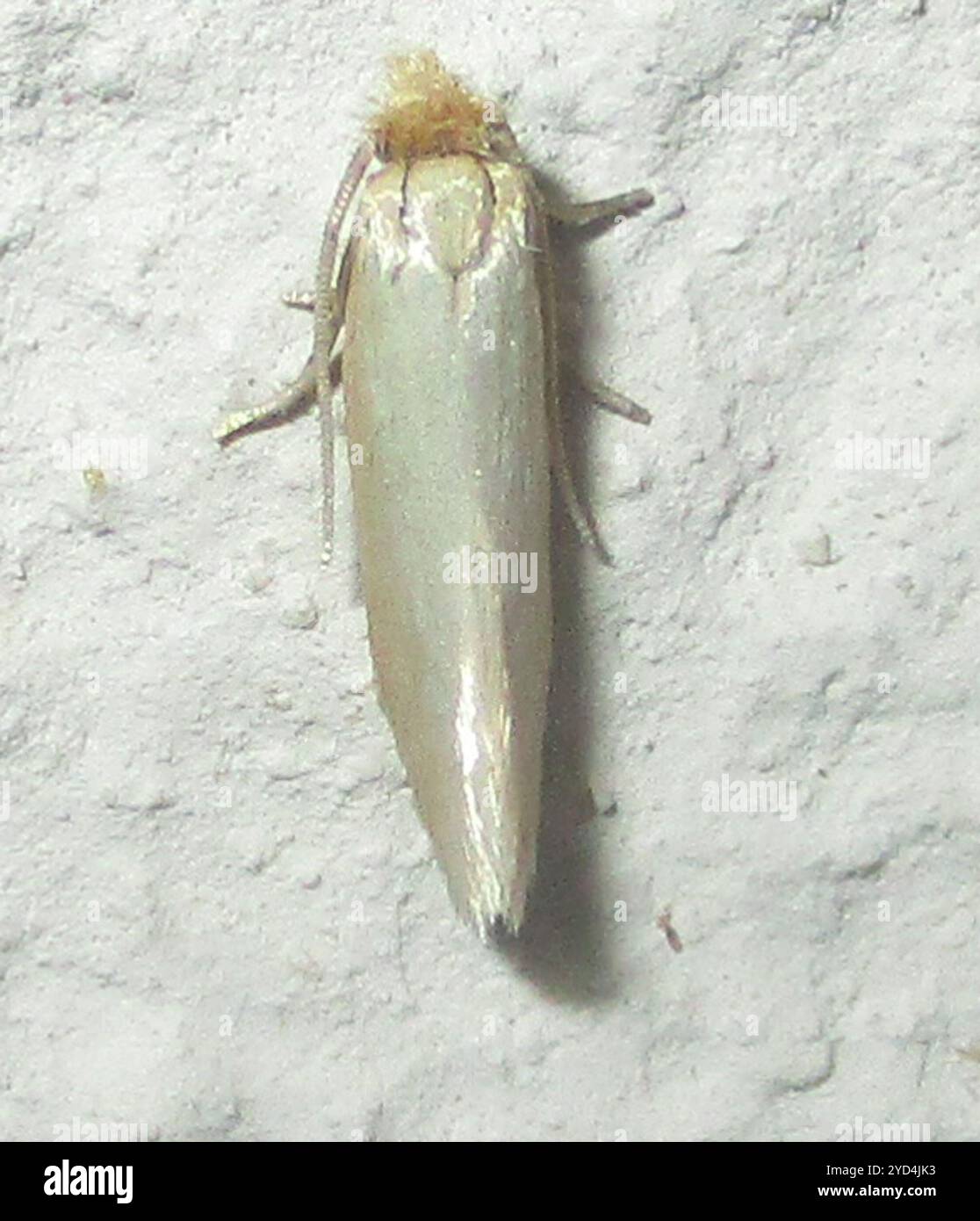 Fungus Moths, Clothes Moths, & Allies (Tineidae Stock Photo - Alamy