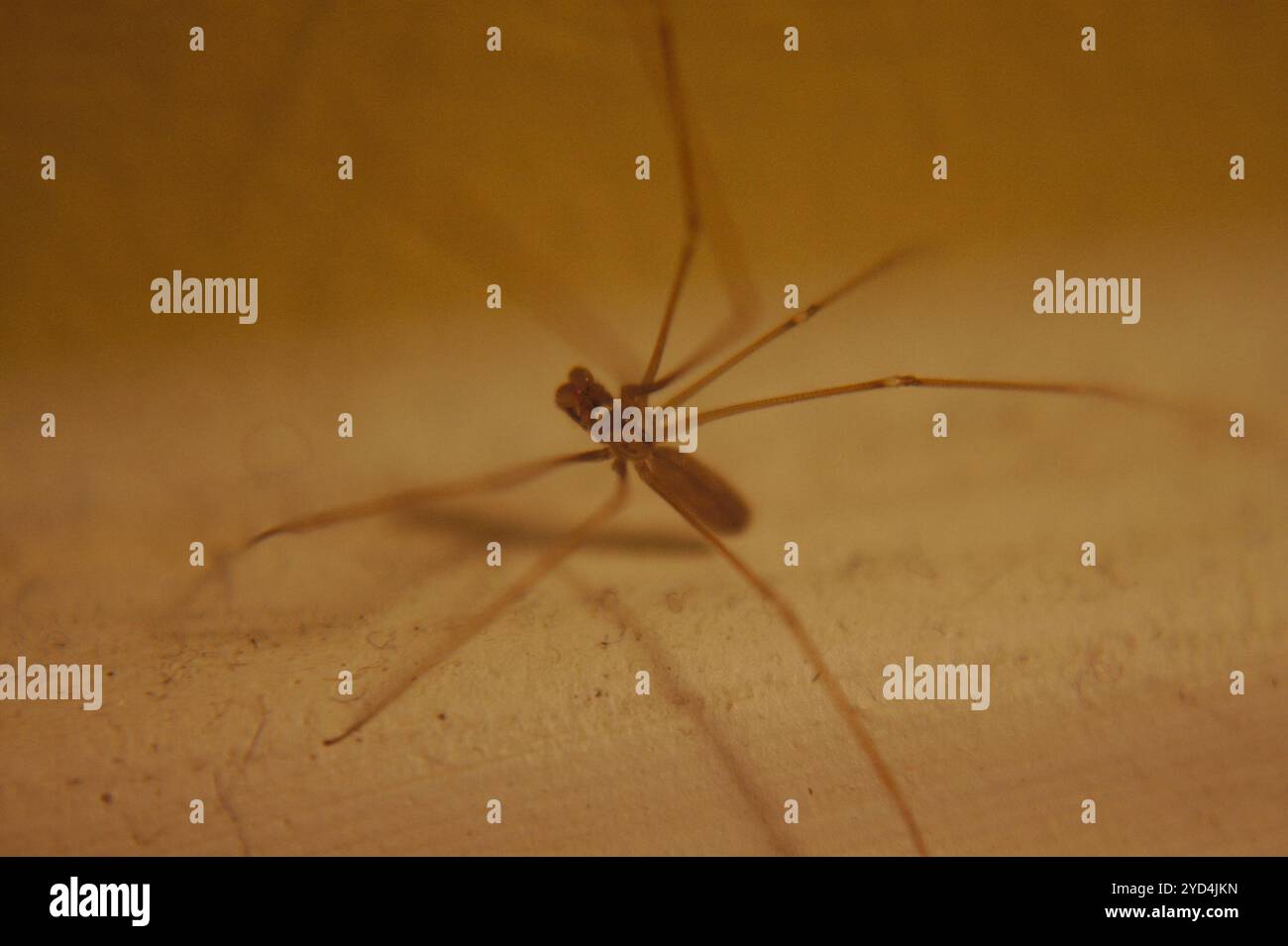 Harvestman Cellar Spider (Pholcus opilionoides Stock Photo - Alamy