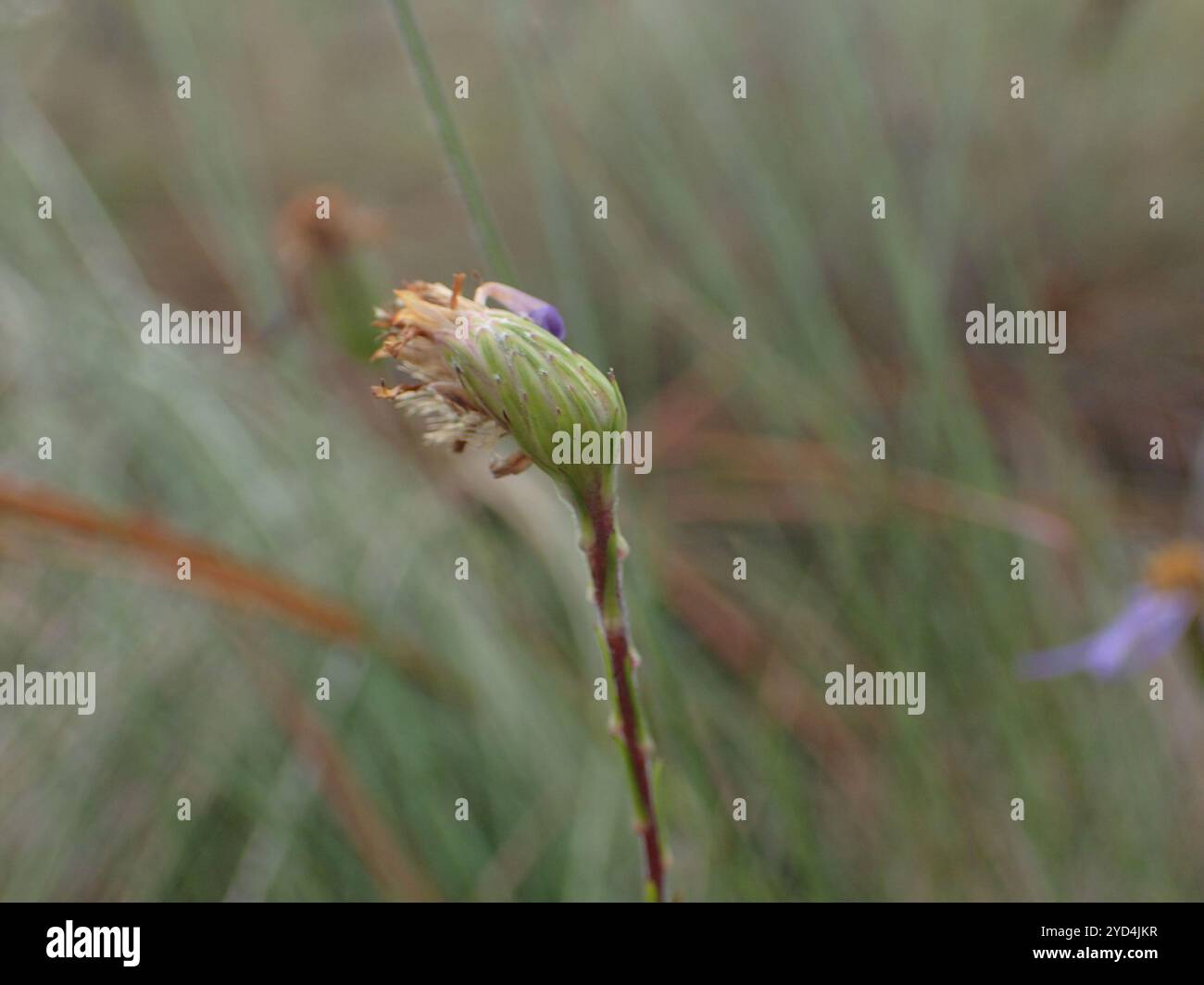 Flax-leaved Aster (Ionactis linariifolia Stock Photo - Alamy