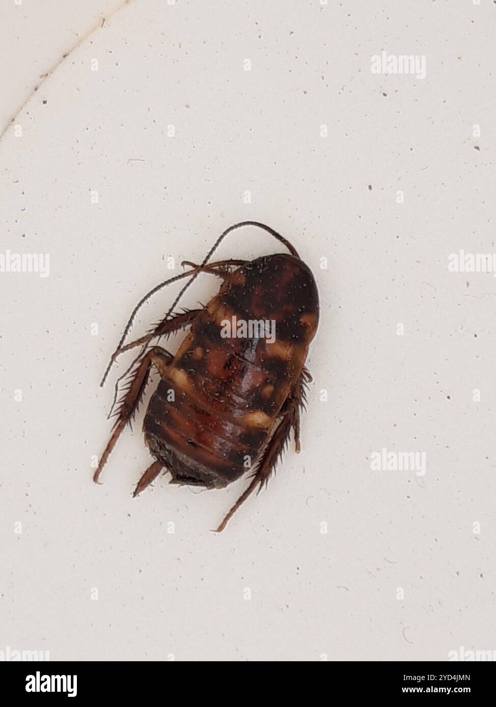 Australian Cockroach (Periplaneta australasiae Stock Photo - Alamy