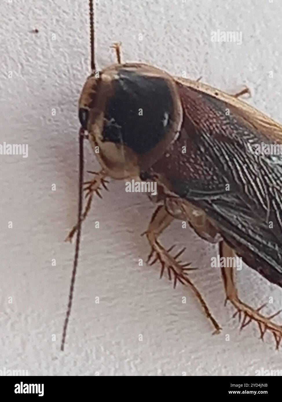 Giant Cockroaches (Blaberidae Stock Photo - Alamy
