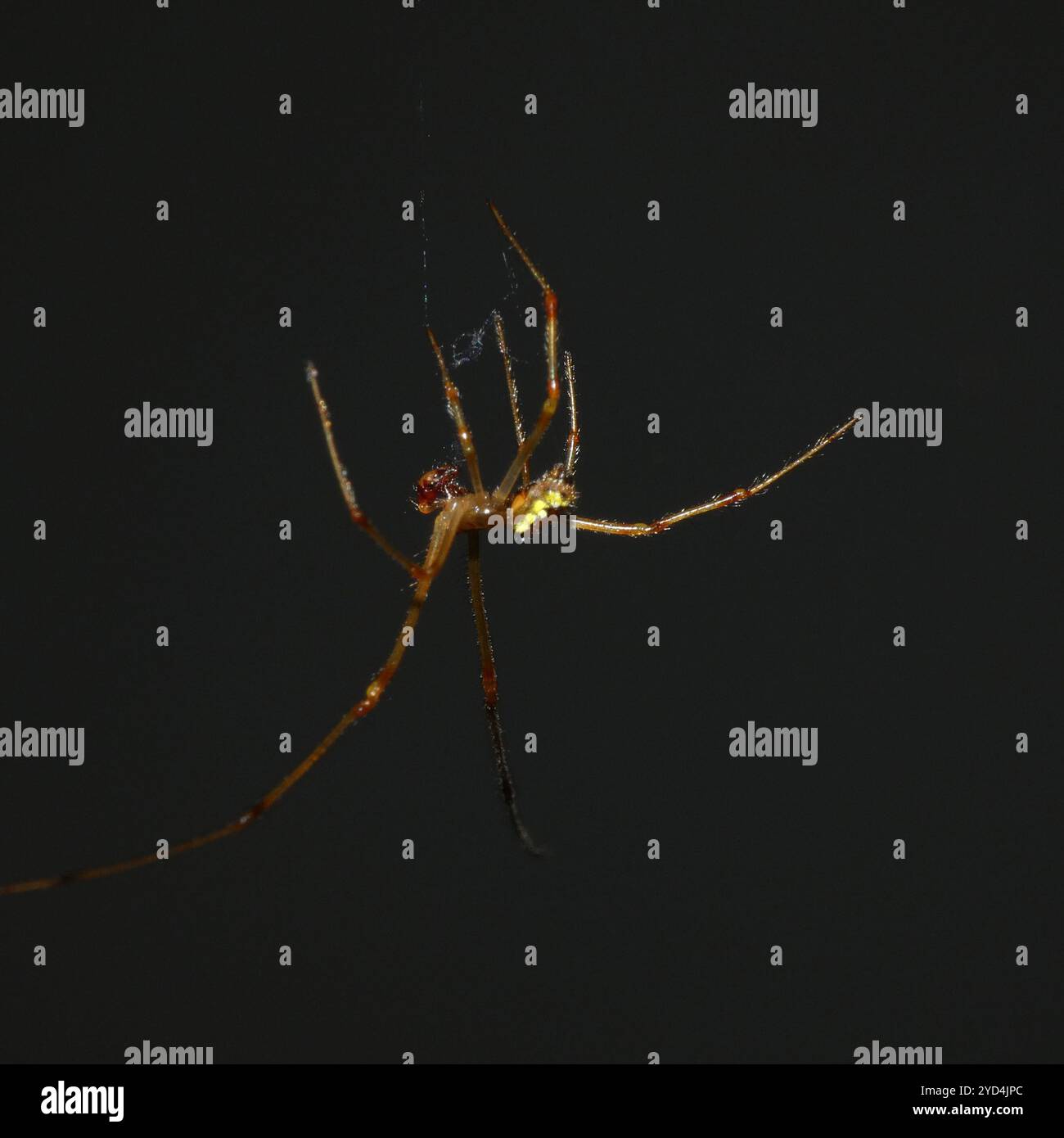 Comb-footed Spiders (Theridiidae Stock Photo - Alamy