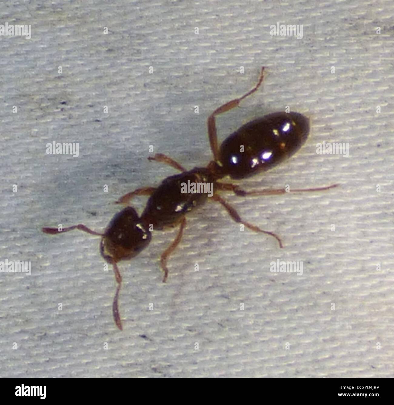 Common Citronella Ant (Lasius claviger Stock Photo - Alamy