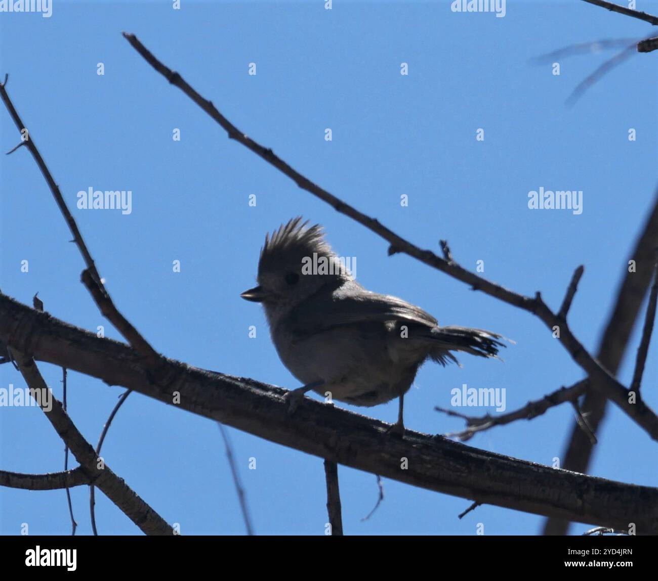 Oak Titmouse (Baeolophus inornatus Stock Photo - Alamy